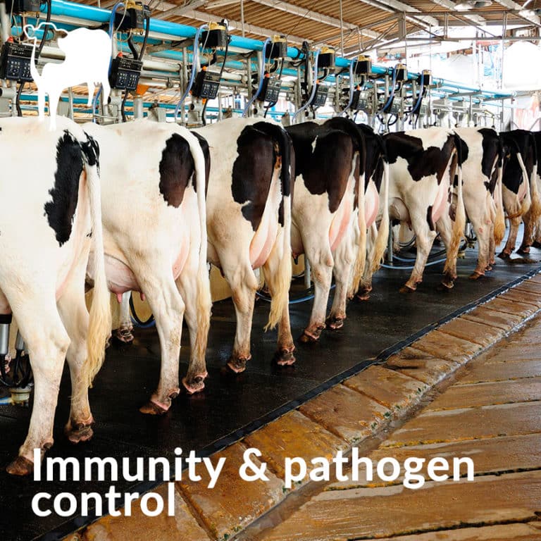 Improve Dairy Cows Fertility | Phileo by Lesaffre