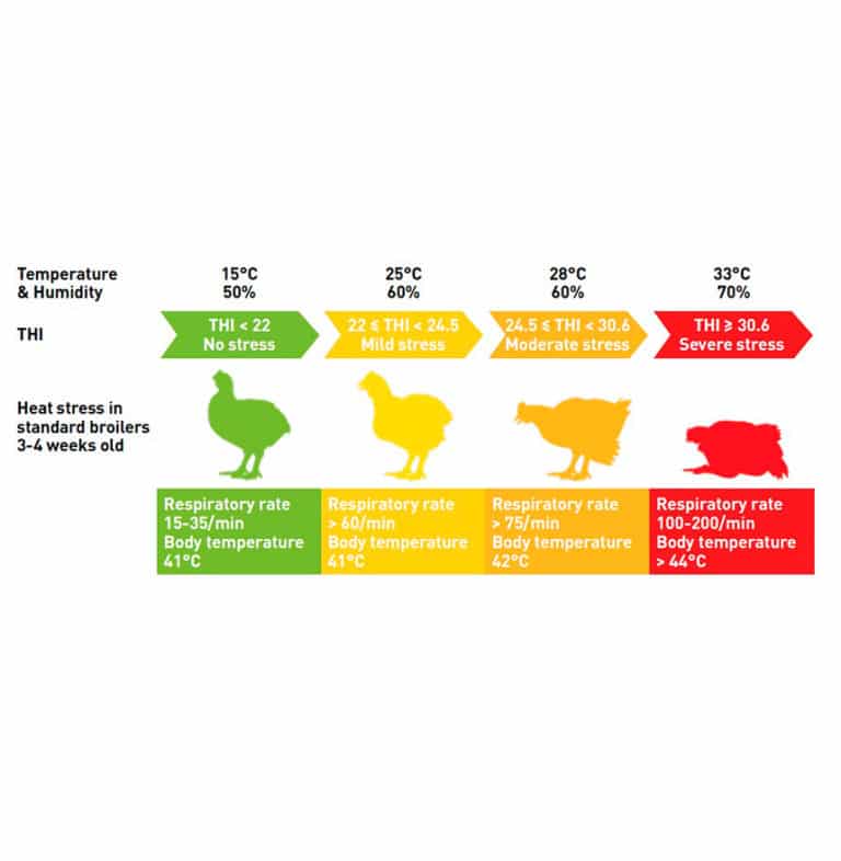 The effect of heat stress on broiler performance and strategies to ...