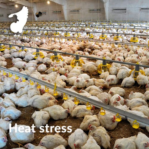 Improve broilers Immune System Modulation | Phileo by Lesaffre