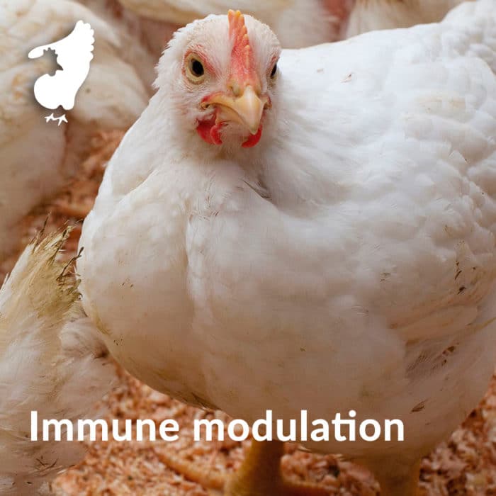 Reduce Antibiotic Use in broilers | Phileo by Lesaffre
