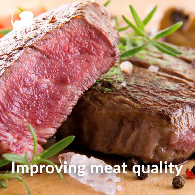 Optimize Weight Gain in Beef Cattle | Phileo by Lesaffre