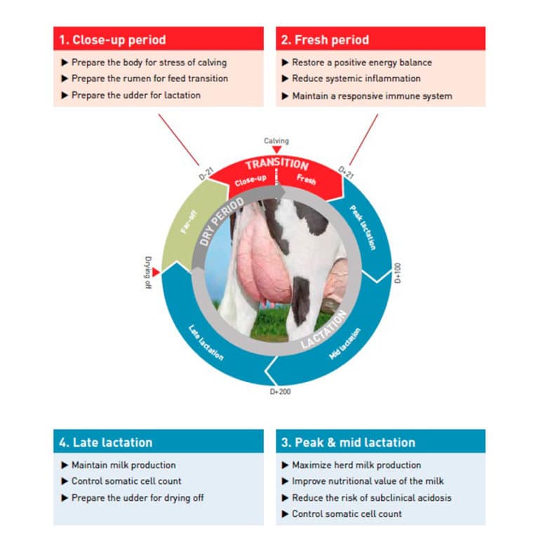 Milk Profit Program | Phileo by Lesaffre