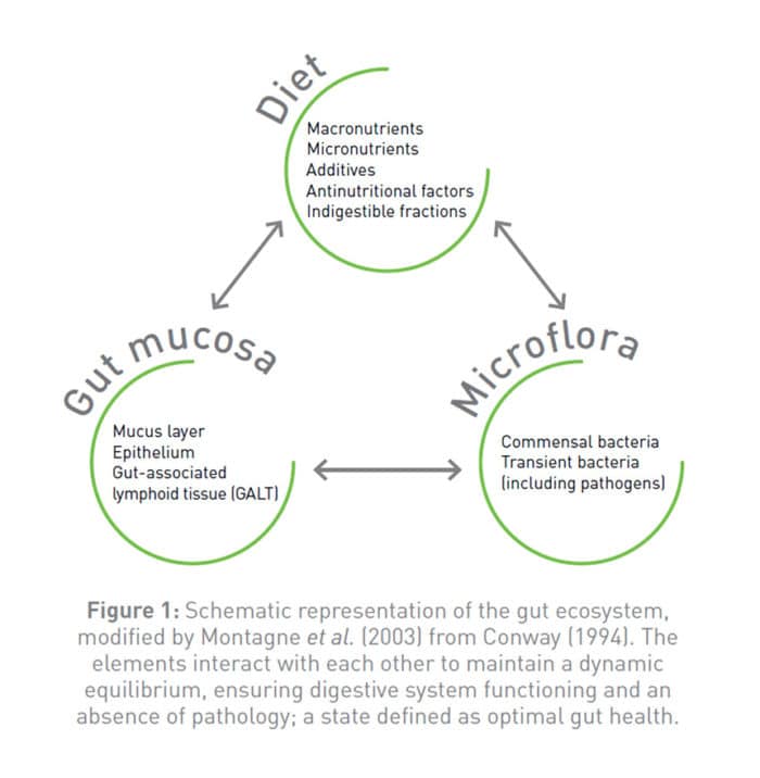Piglets Gut Health Program | Phileo by Lesaffre