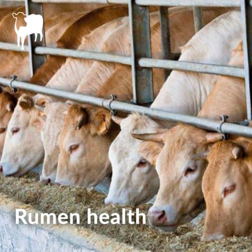 Optimize Weight Gain in Beef Cattle | Phileo by Lesaffre