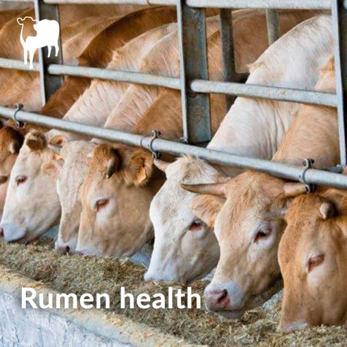 Manage Stress and Enhance Immunity in Beef Cattle | Phileo by Lesaffre