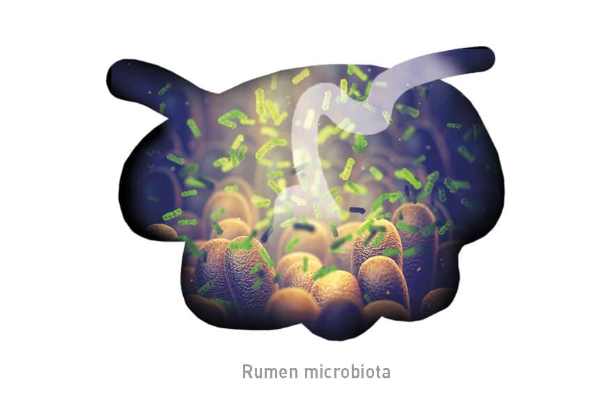 Beef rumen health & feed efficiency • Phileo by Lesaffre