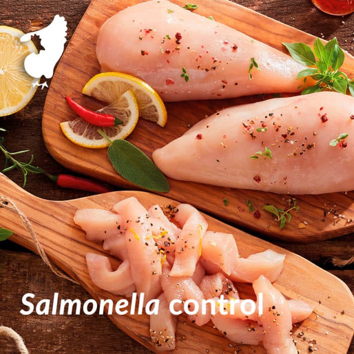 Manage broilers Gut Health | Phileo by Lesaffre