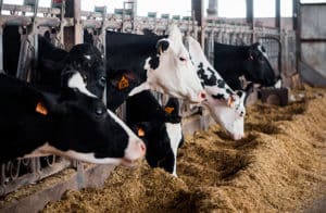 Optimizing dairy cow farming efficiency through feed efficiency ...