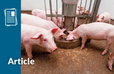 Swine Nutrition : yeast probiotics solutions | Phileo by Lesaffre