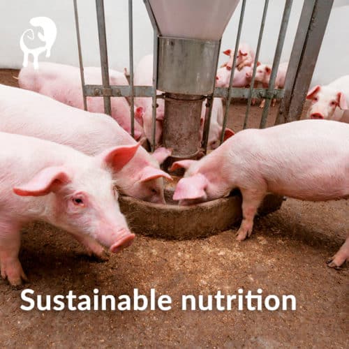 Enhance Swine Immunity | Phileo by Lesaffre