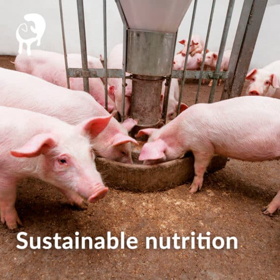 Swine Nutrition : yeast probiotics solutions | Phileo by Lesaffre