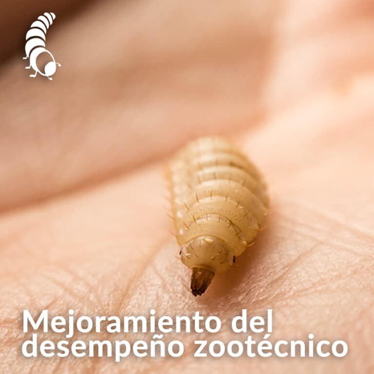 Mejoramiento nutricional de la harina de insectos • Phileo by Lesaffre