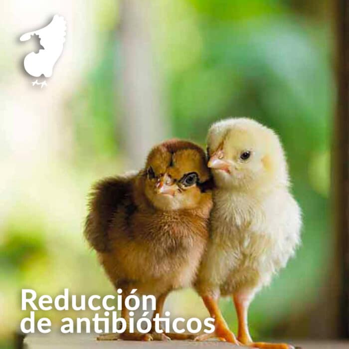 Estrés por calor en pollo de engorde • Phileo by Lesaffre