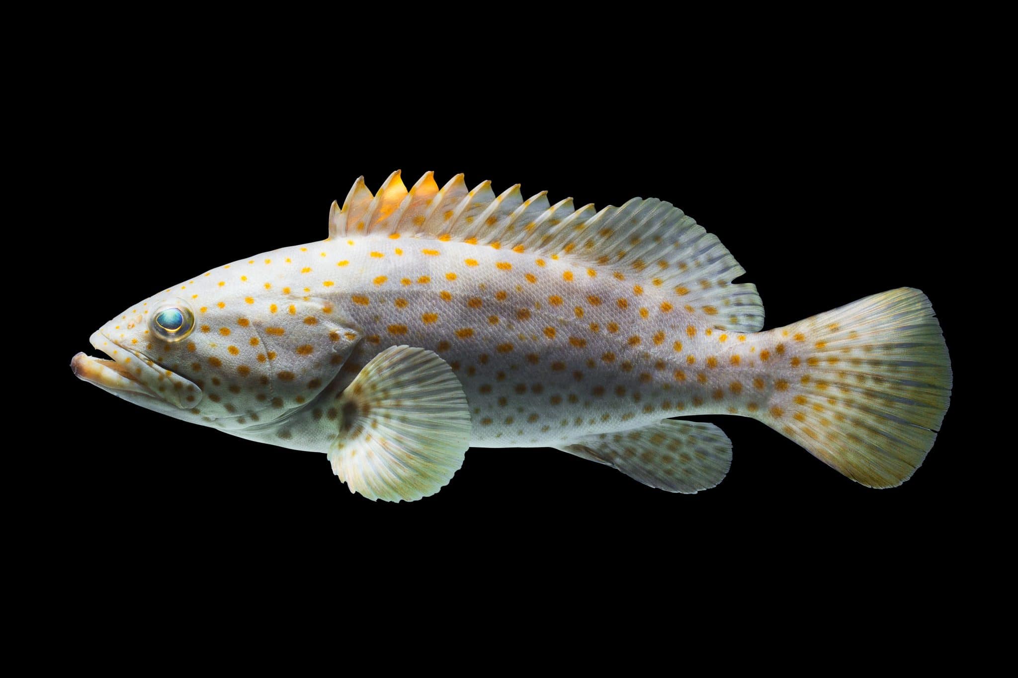 Functional yeast protein improves fish health in reduced fishmeal diets ...