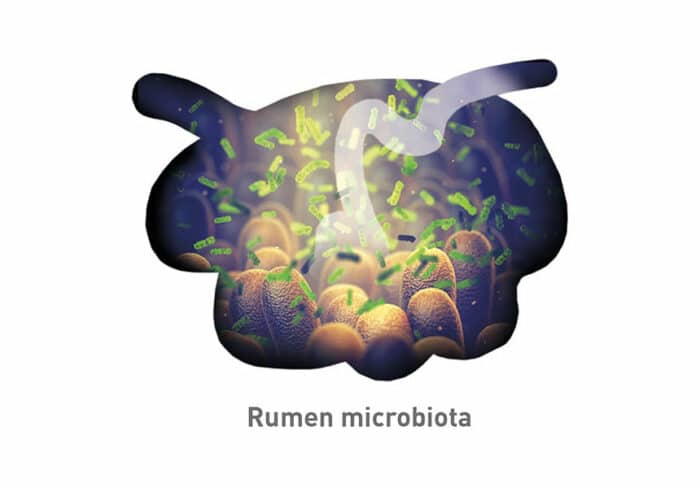 Manage Beef Cattle Rumen Health | Phileo by Lesaffre