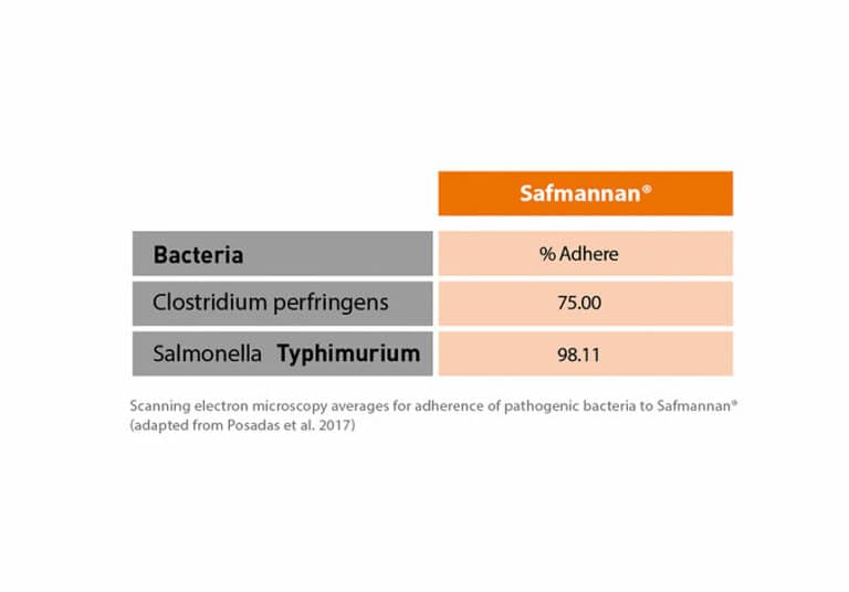 Manage broilers Gut Health | Phileo by Lesaffre