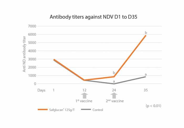 Improve broilers Immune System Modulation | Phileo by Lesaffre