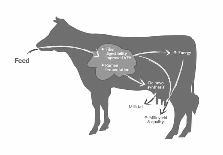 Dairy Cattle Nutrition : yeast probiotics solutions | Phileo by Lesaffre