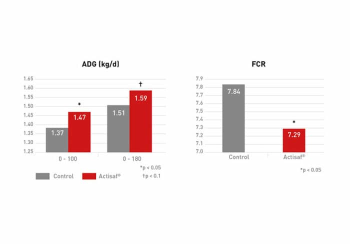 Optimize Weight Gain in Beef Cattle | Phileo by Lesaffre