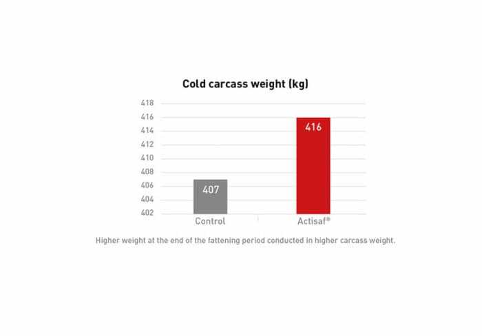 Optimize Weight Gain in Beef Cattle | Phileo by Lesaffre