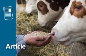 Actisaf Sc 47: Improve Animals' Performances | Phileo by Lesaffre