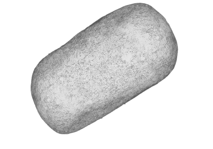 Actisaf Sc 48: Improve Animals' Performances | Phileo by Lesaffre