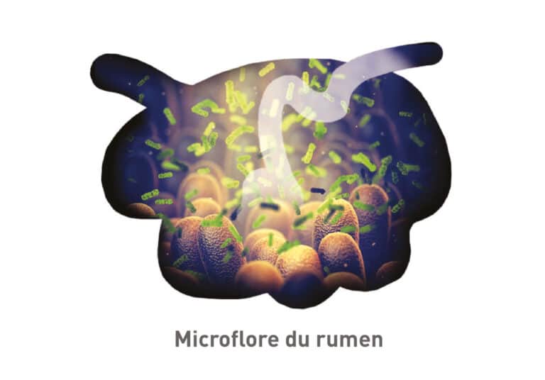 Prise en charge de la santé du rumen chez le bœuf | Phileo by Lesaffre