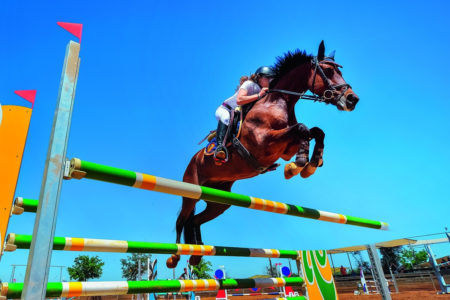 Improve Horse Performances | Phileo by Lesaffre
