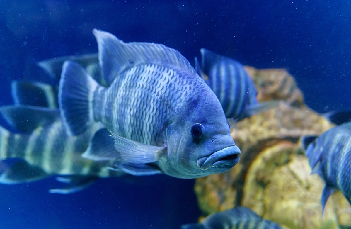 Yeast probiotics to boost fish gut health and improve feed efficiency ...