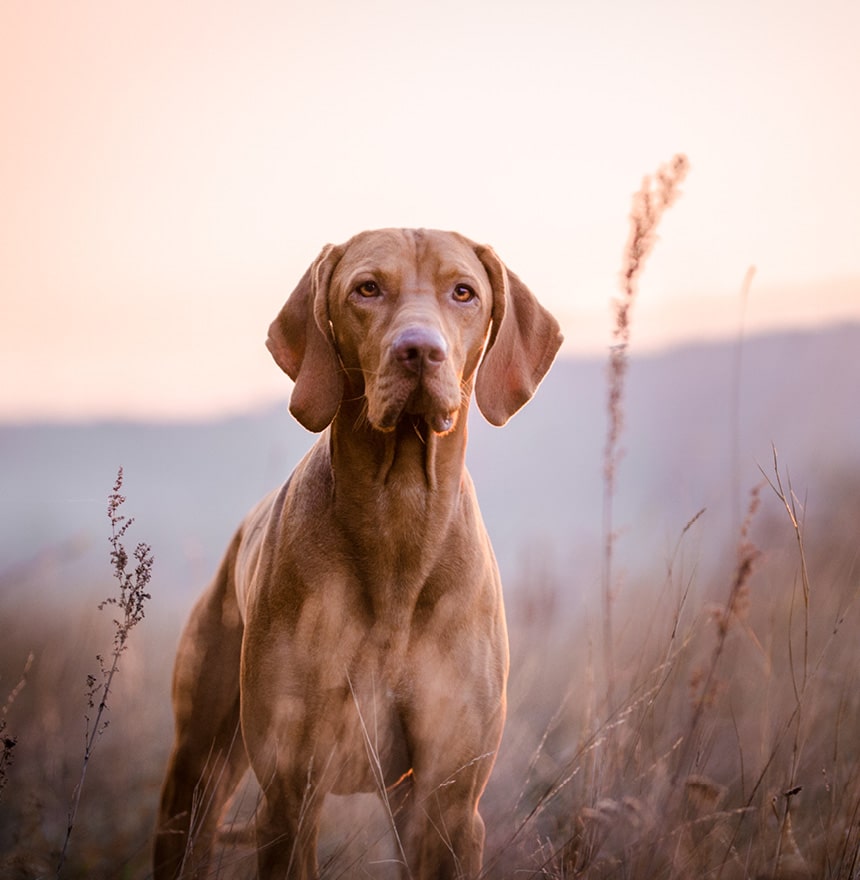 Actisaf Sc 50: Probiotic for premium dry food | Phileo by Lesaffre