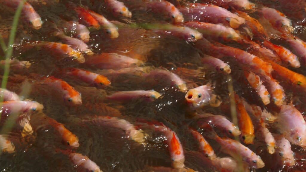 Yeast postbiotics strengthen preventive management of S. agalactiae and ...