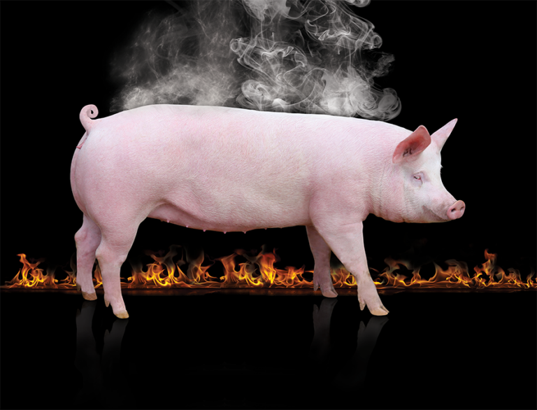 Swine Stress Program | Phileo by Lesaffre