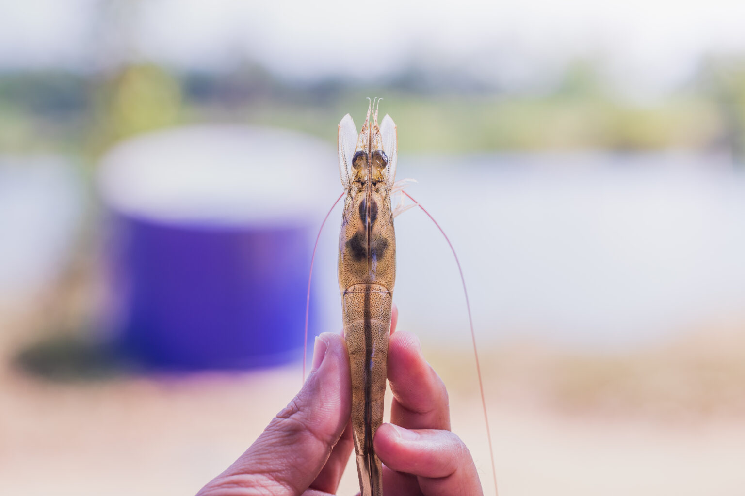 A yeast probiotic for managing white feces syndrome • Phileo by Lesaffre